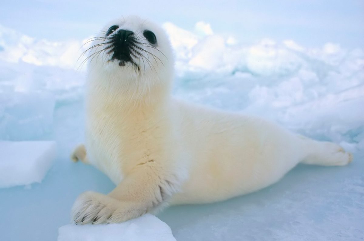LA FOCA BEBE POLAR ~ Naturaleza