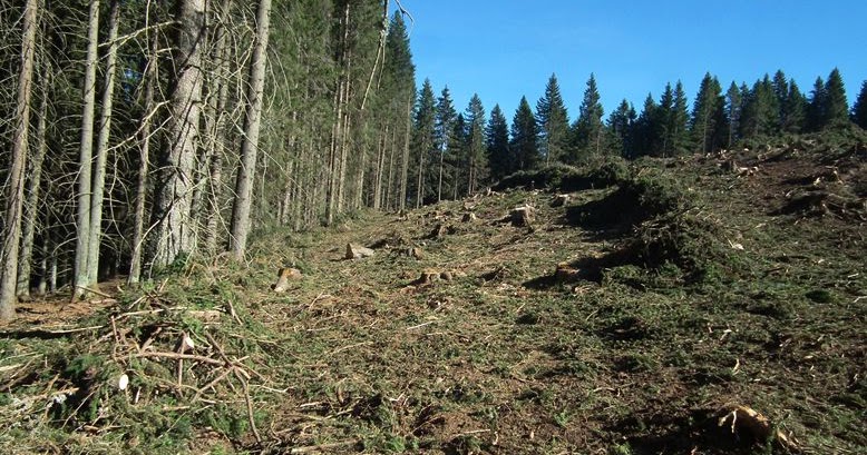 GEOGRAFILIA: Defrișările masive din România. 14 imagini satelitare ...