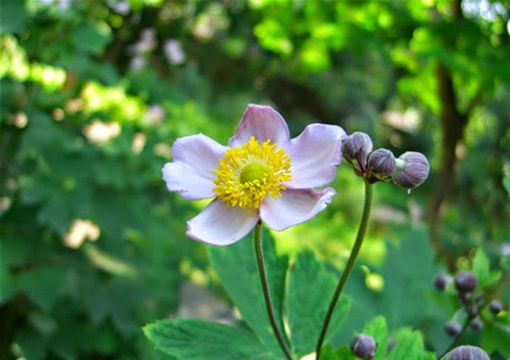 ΑΝΕΜΩΝΕΣ photos - wallpapers (ανανεωμένο) | the fun bank