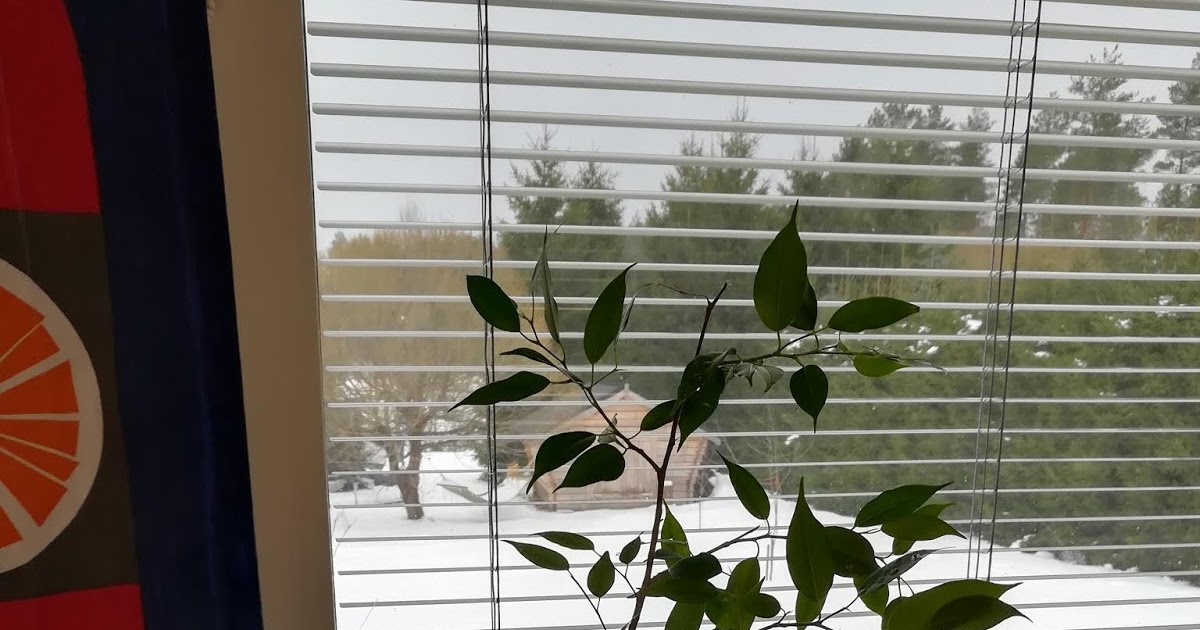 Unelmia ja suuntaviivoja : Viherkasvit: Limoviikuna