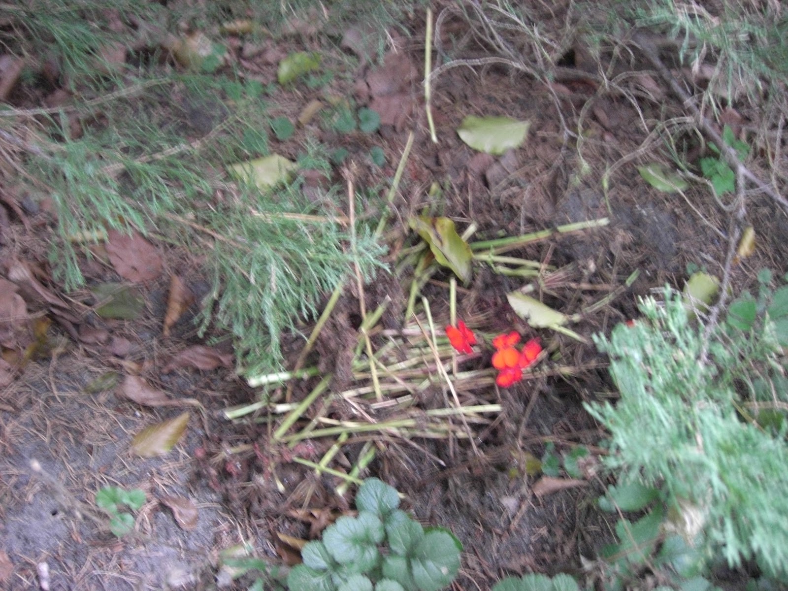 UNA MEXICANA EN BERLIN