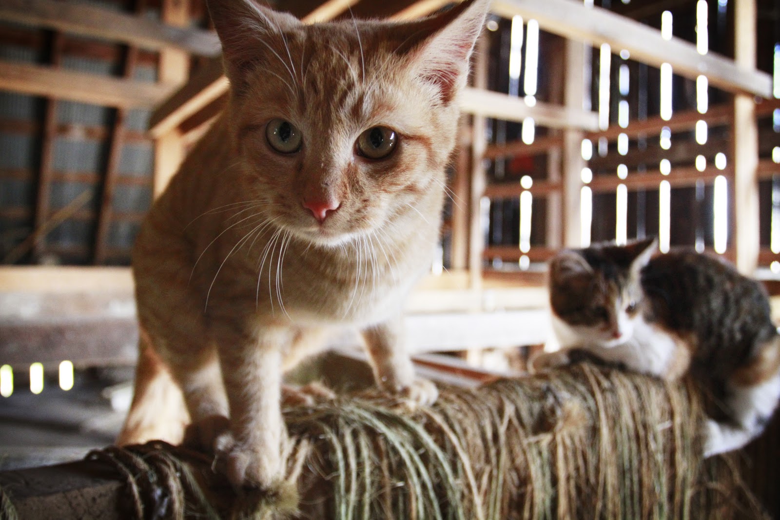 Friends of Powell County's Pets: Barn Kitties to the Rescue!