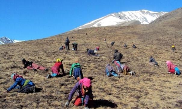 Yarsagumba: The Himalayan Gold: Yarsagumba ( Ophiocordyceps Sinesis)