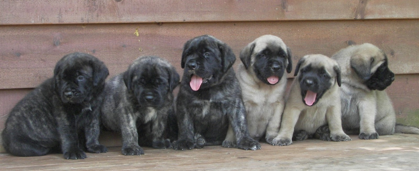 Rules of the Jungle: English mastiff puppies