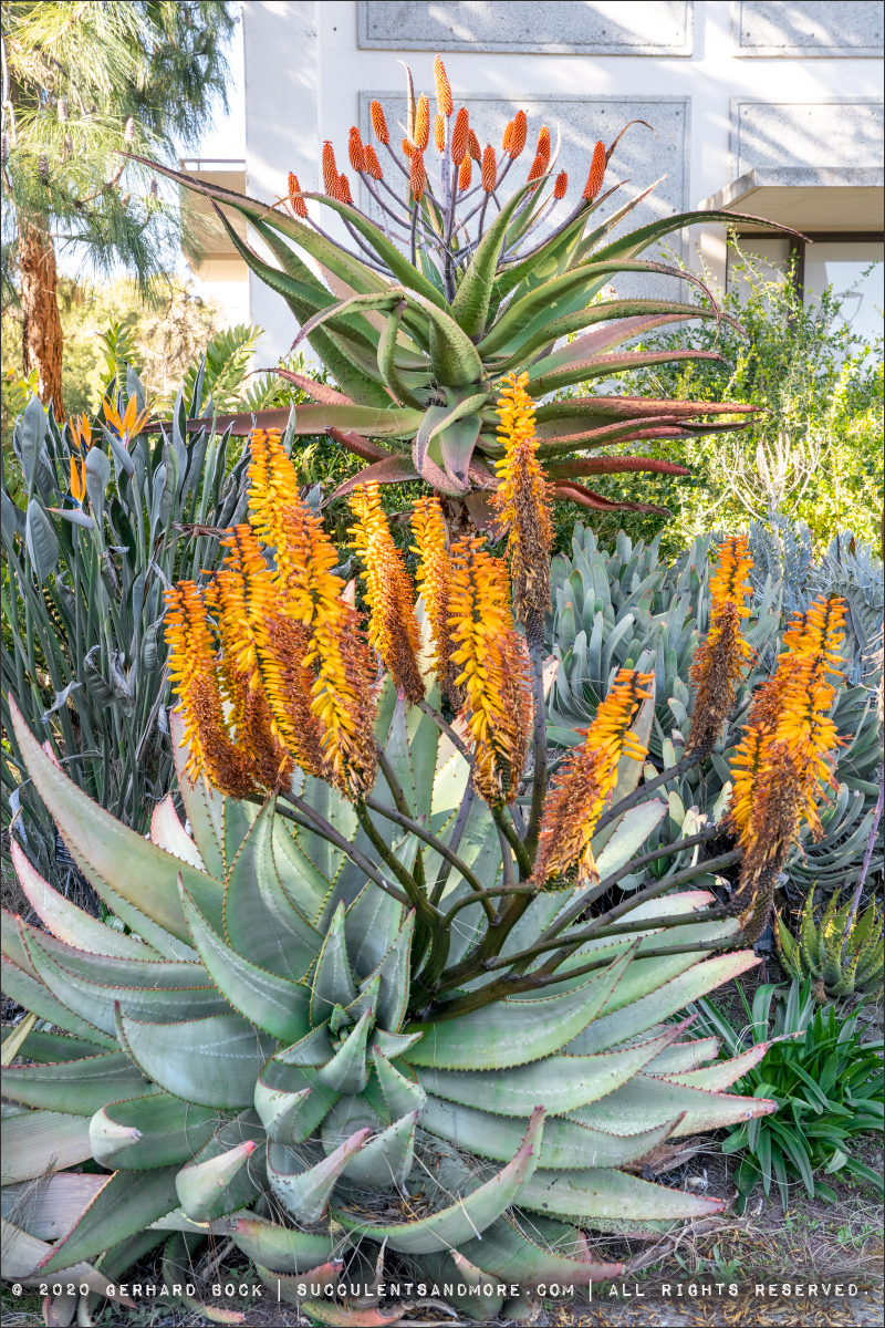 Explore UC Davis plant treasures with author Jeff Moore