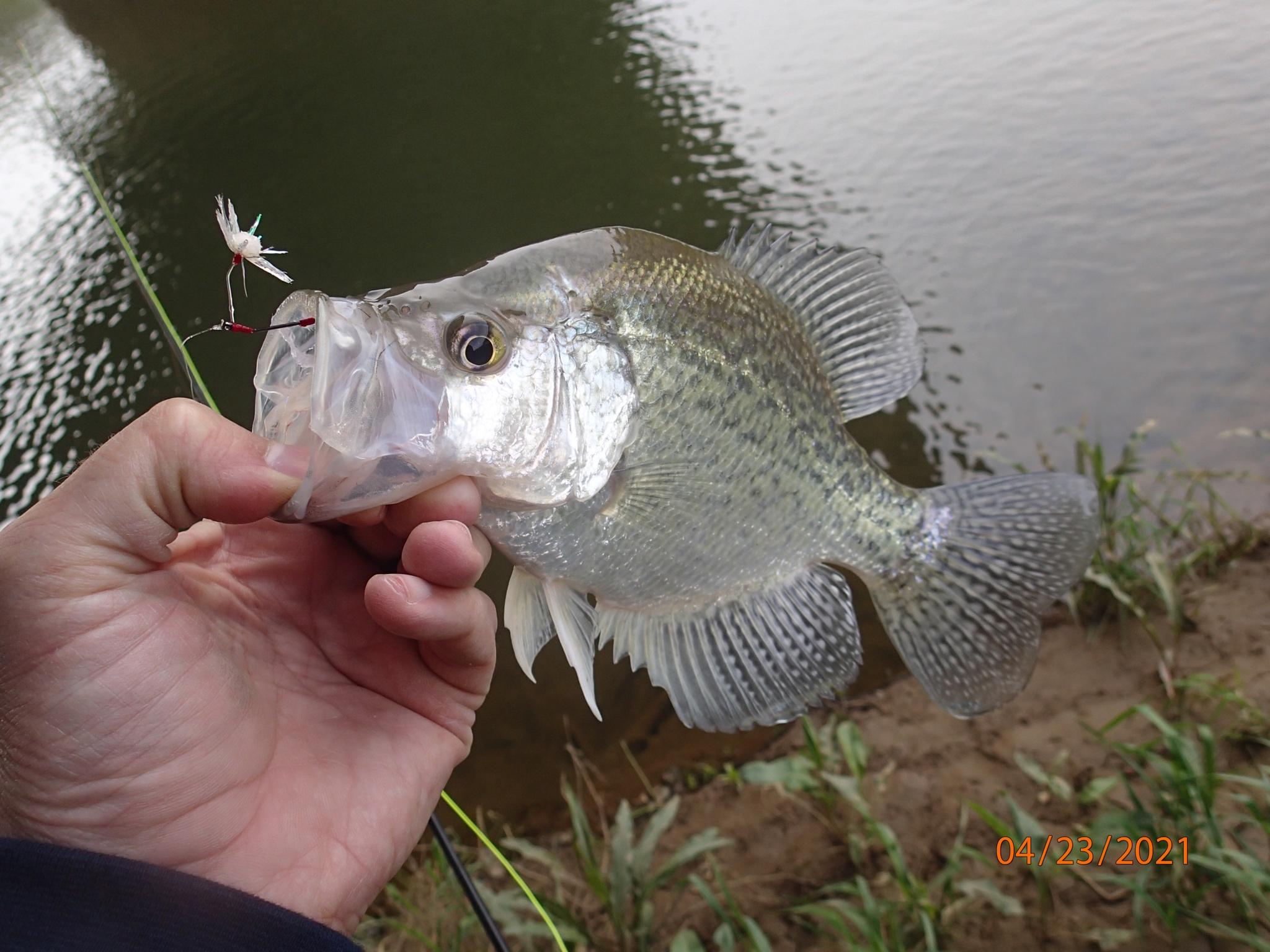 Bobcat Hollow Fly Fishing/Tying