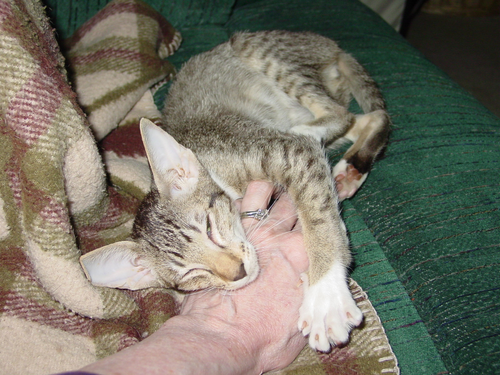 Oriental Shorthair at Monrovia Cattery