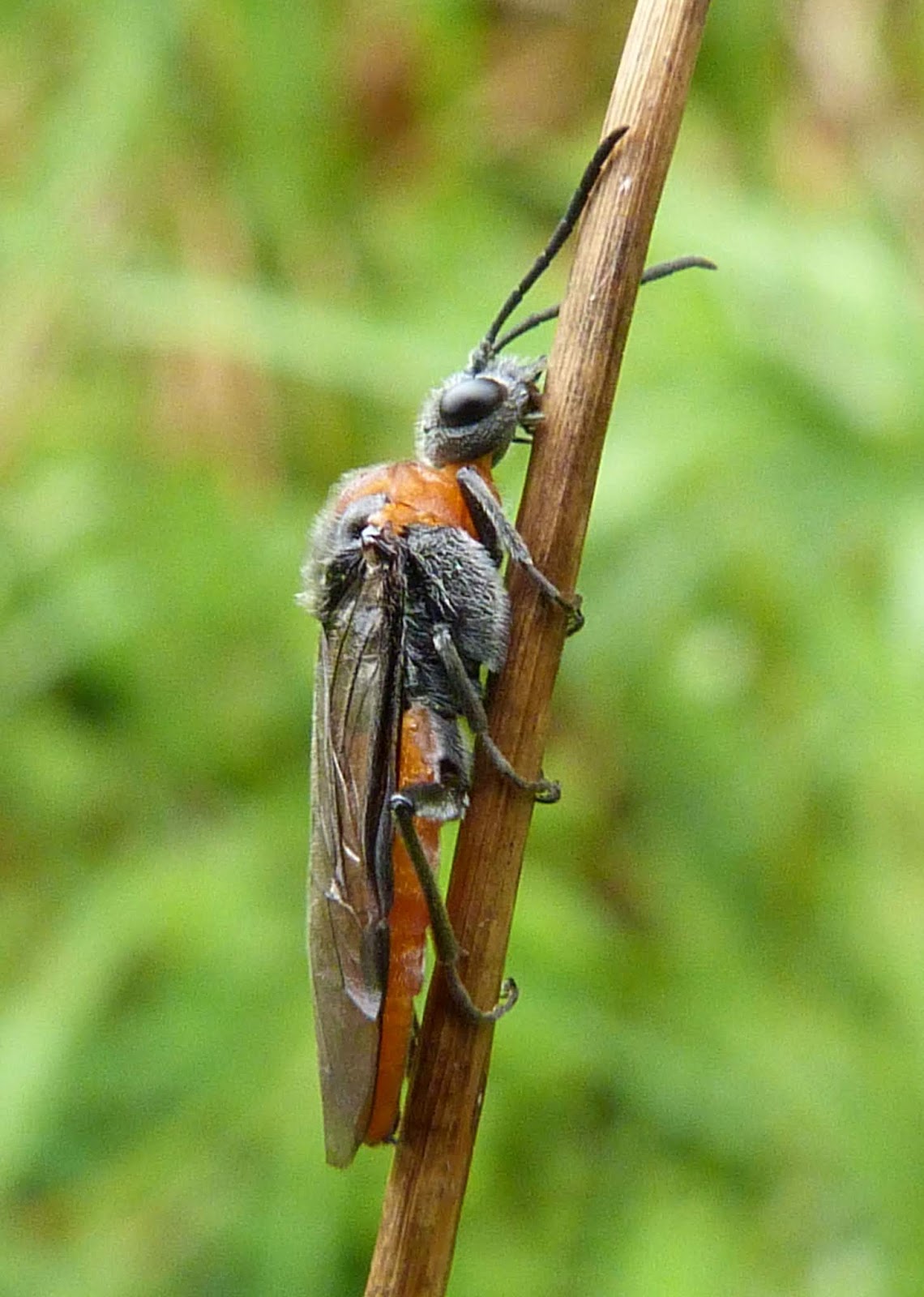Insects of Scotland: Bees/Wasps/Ichneumons/Sawflies/Ants