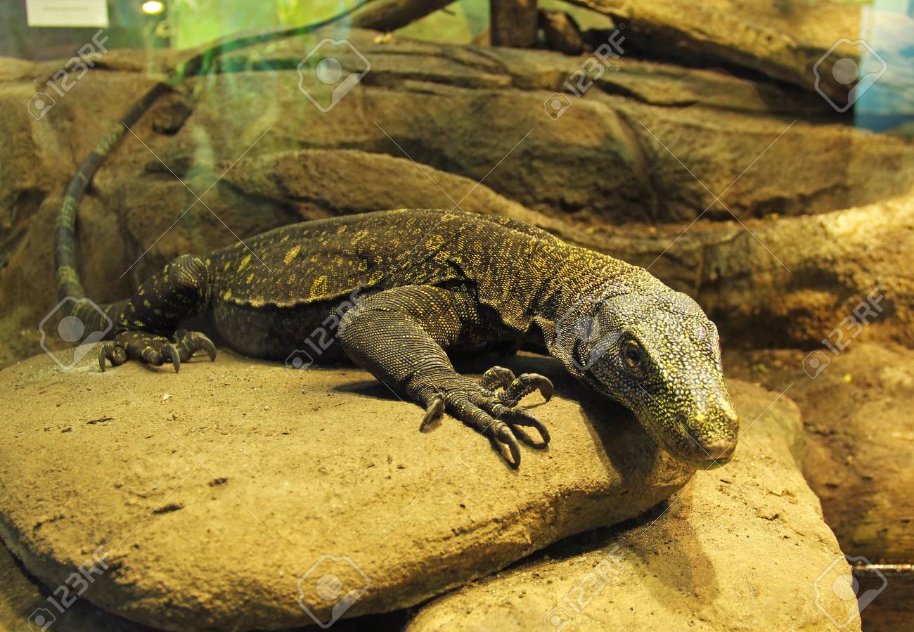 7 Kadal Terbesar Di Dunia Yang Terancam Punah Ialah, Komodo Posisi ...