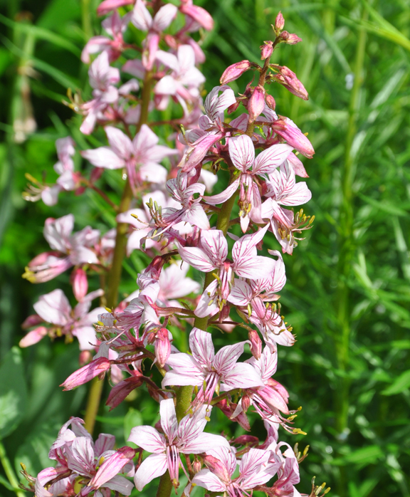 Three Dogs in a Garden: What's Blooming This Week