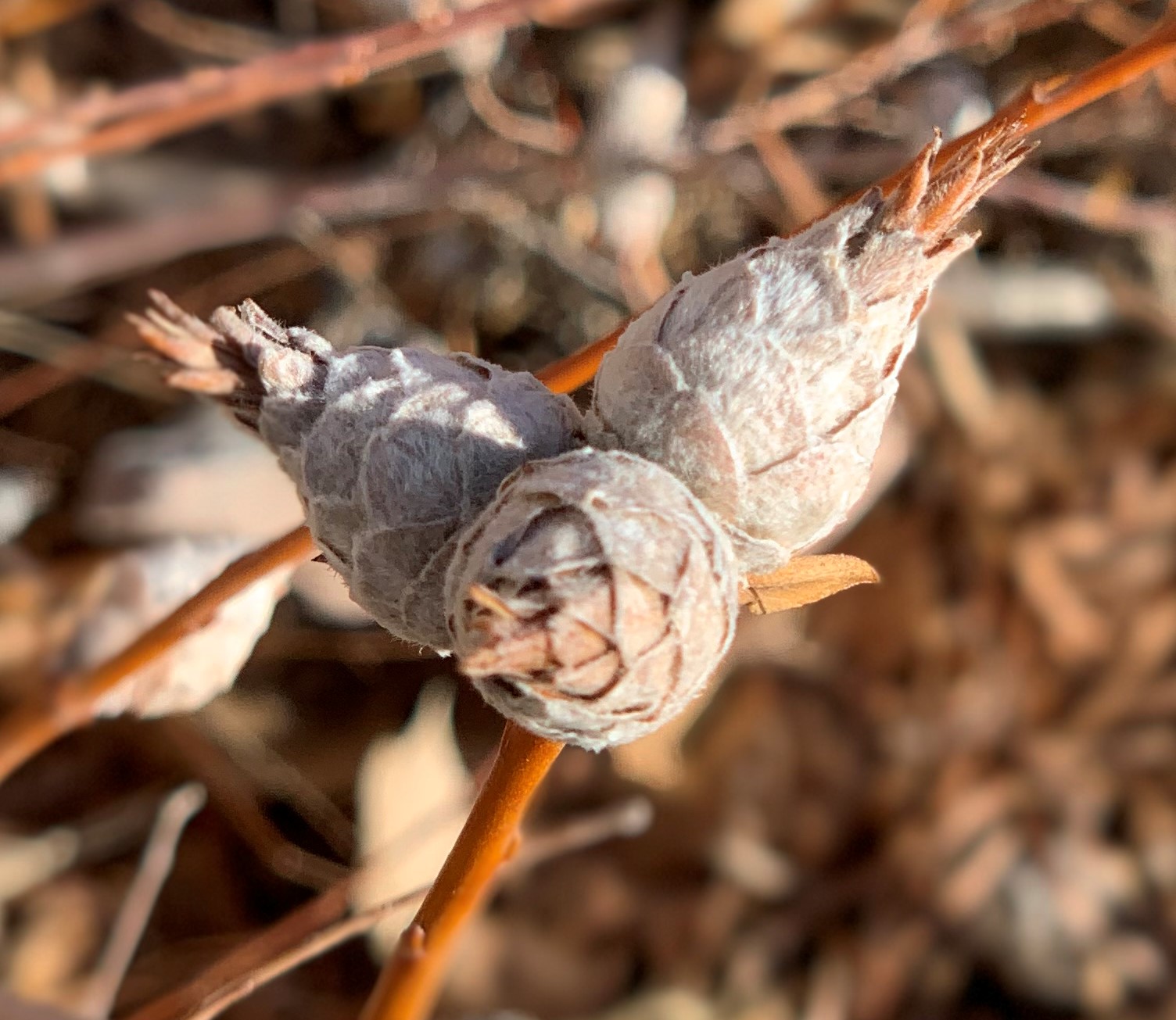 Willow Cone Gall Midges: More Charm than Harm