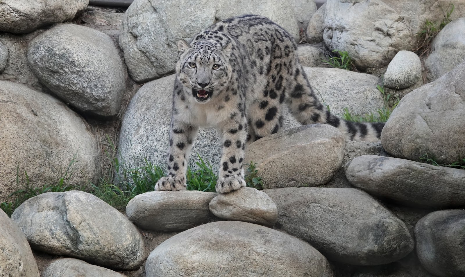 Meet the Magnificent Marai