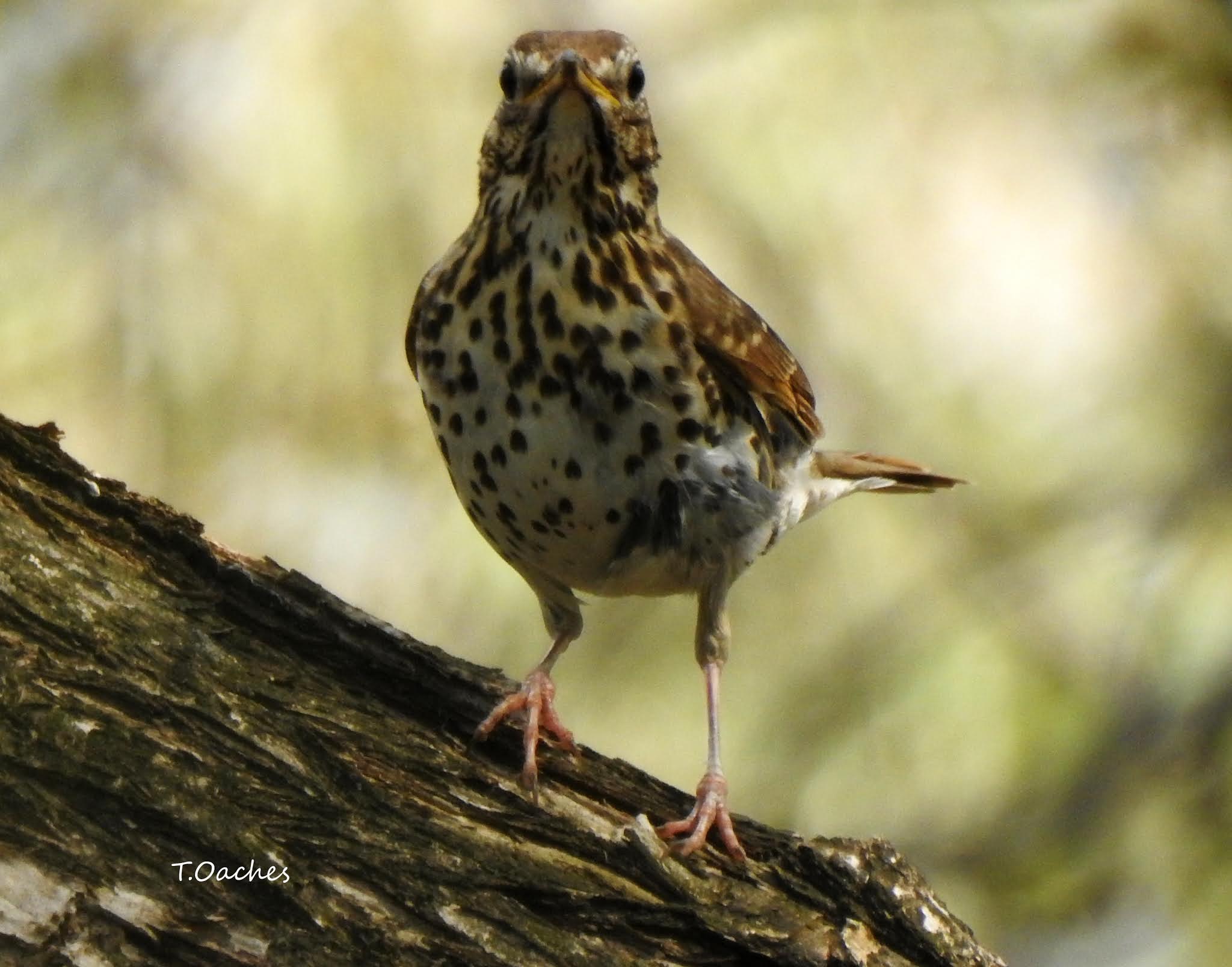 PASARI DIN ROMANIA: STURZ CANTATOR, Turdus philomelos