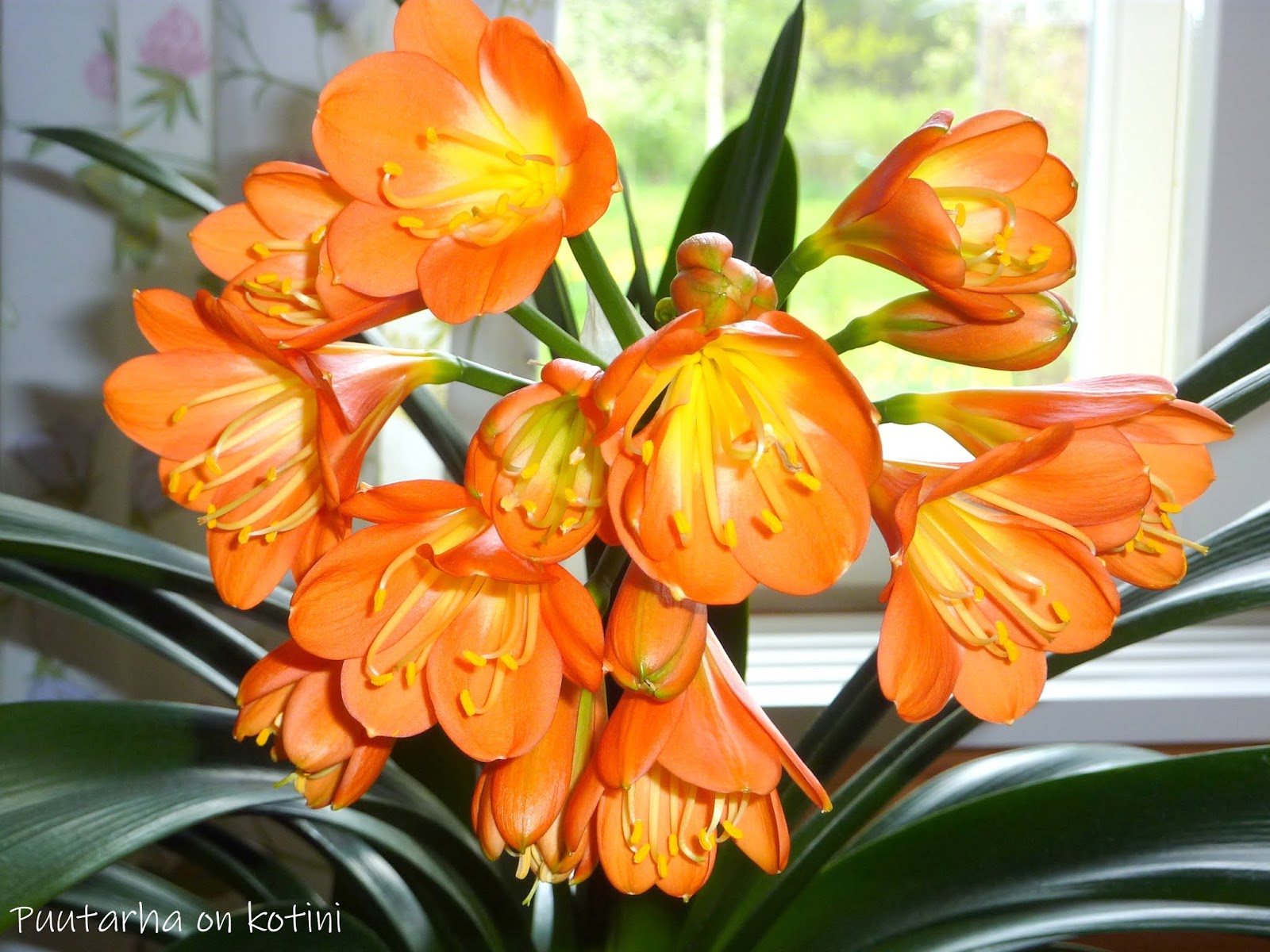 Puutarha on kotini: Isoposliinikukka ja kliivia sekä tuomet kukkii