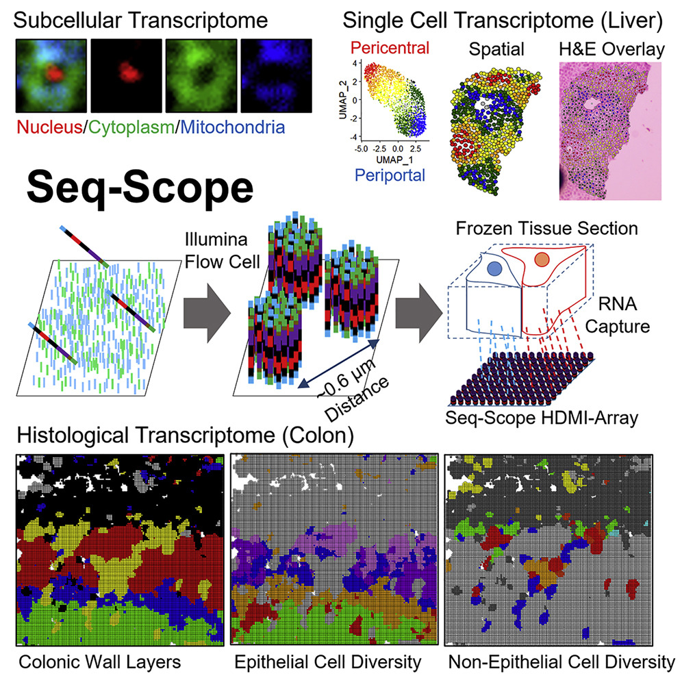 Actualités Scientifiques - Médicales: #Cell #transcriptomiquespatiale #Seq-Scope #Illumina ...