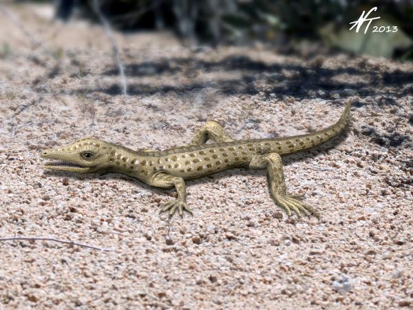 Youngina - Alchetron, The Free Social Encyclopedia