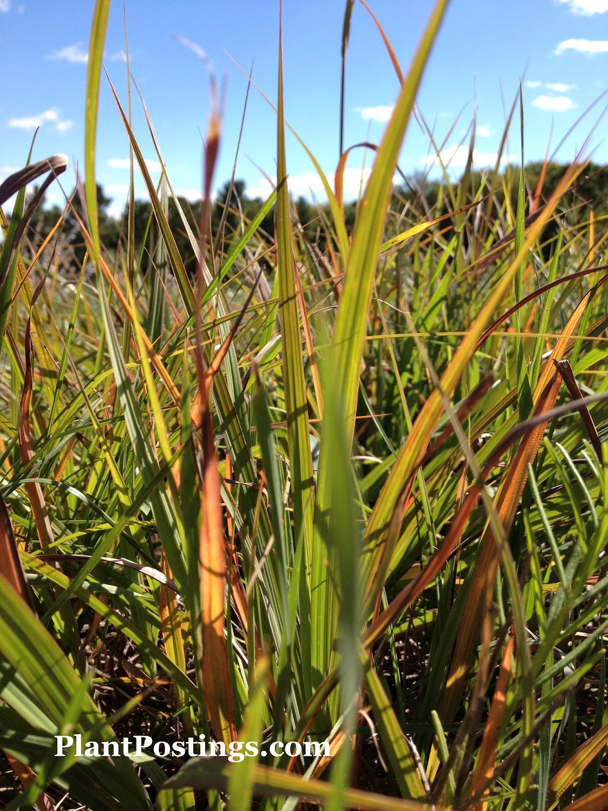 PlantPostings: Wildflower Wednesday: Chance encounters