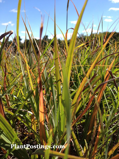PlantPostings: Wildflower Wednesday: Chance encounters