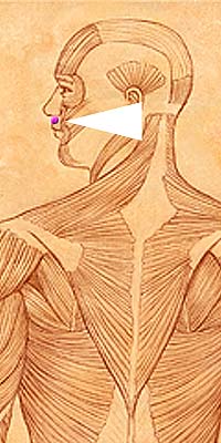 acuxo | Acupuncture Point Locations, Descriptions, and Actions: GV 26 ...