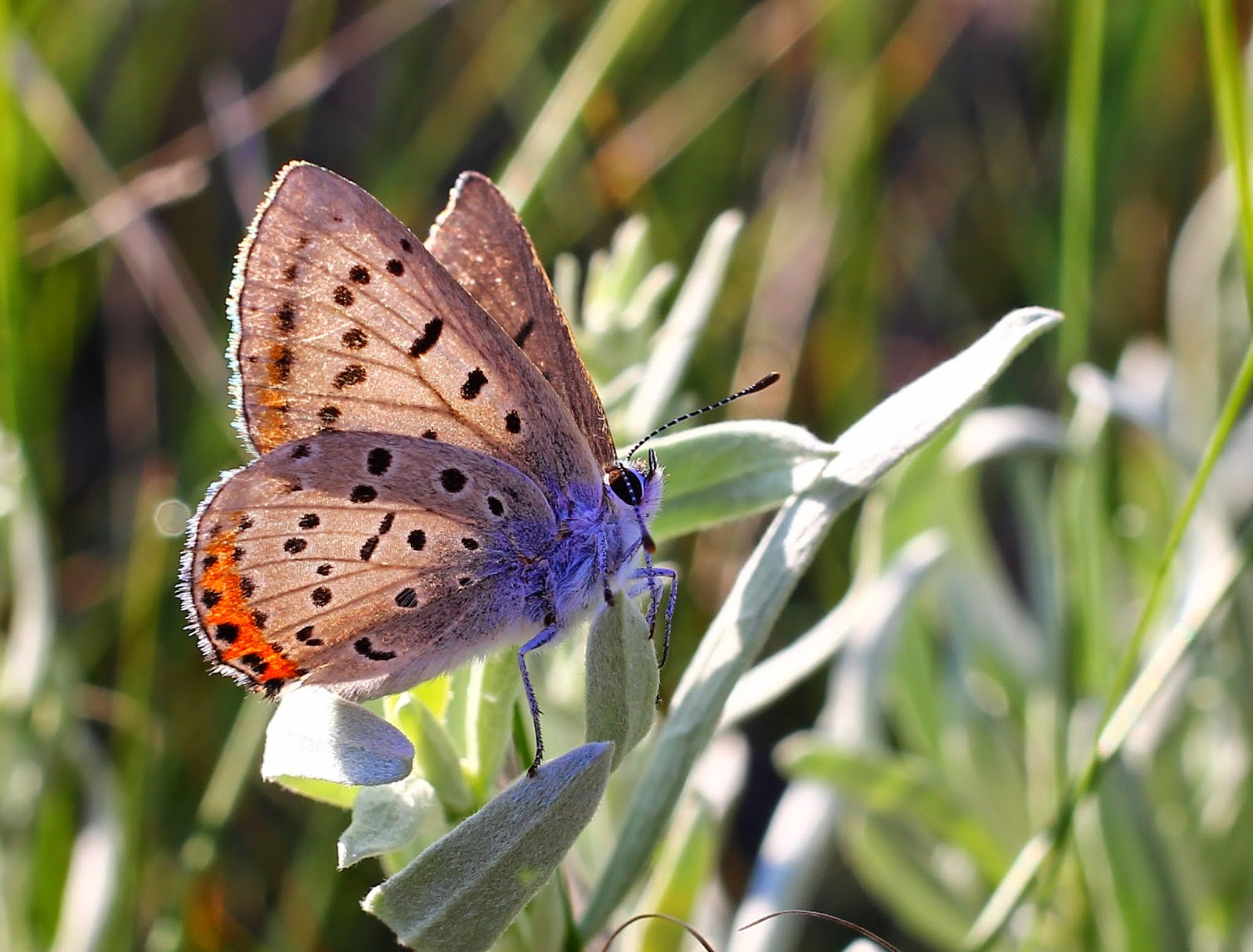 Claire M. Curry: Another copper butterfly