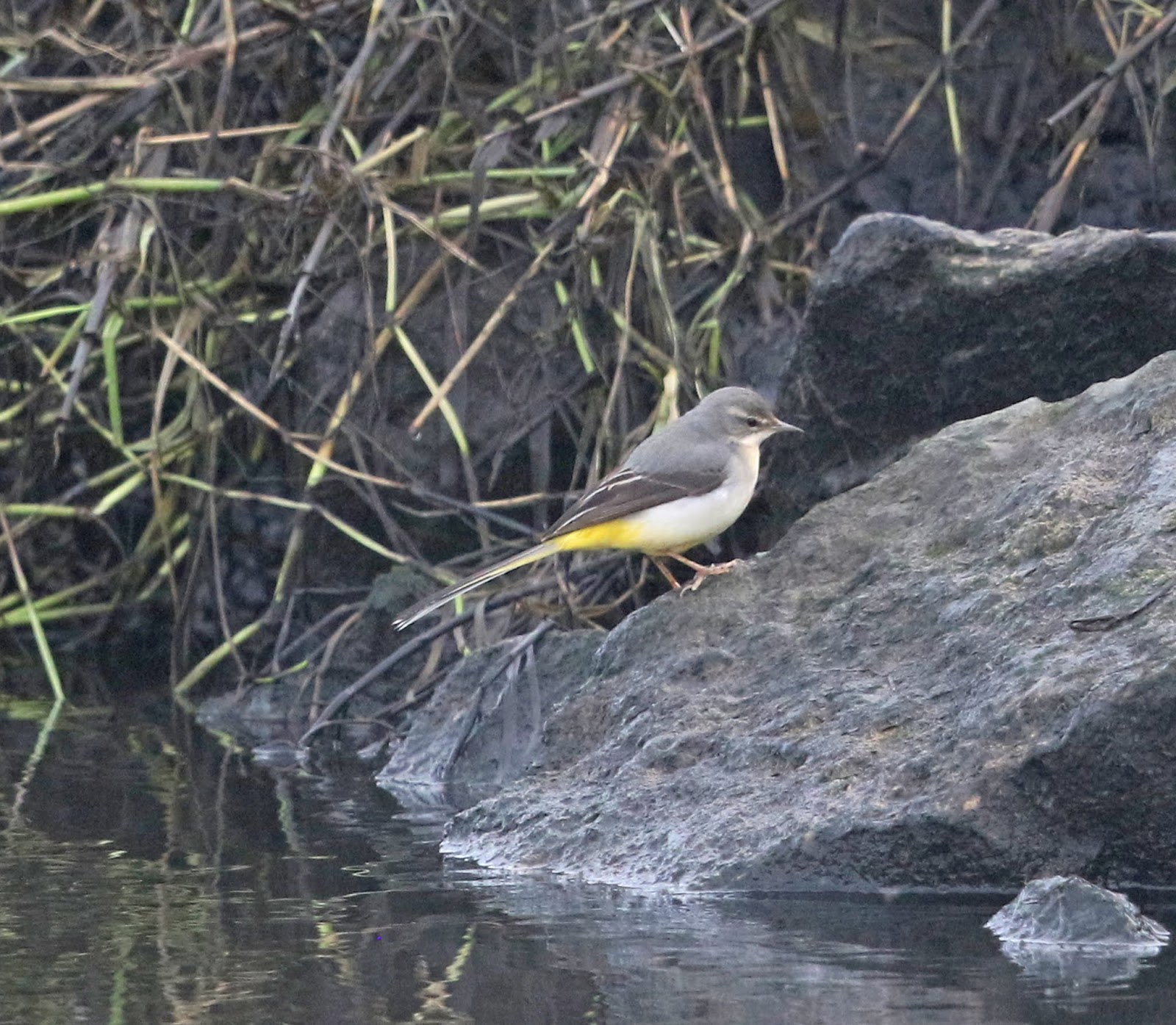 Simon and Karen Spavin: Water Pipit & Grey Wagtail