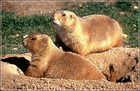 Groundhog Day is Coming! Interactive Notebook Activity | Education World