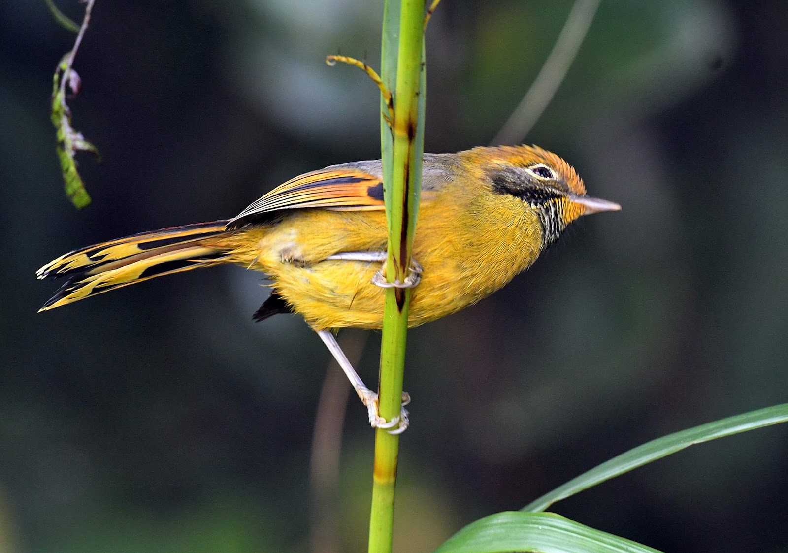 The Life Journey in Photography: Chestnut-tailed Minla @ Bukit Cincin ...