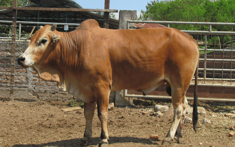 INILAH 9 JENIS SAPI POTONG UNGGULAN YANG PALING SERING DITERNAKAN DI ...