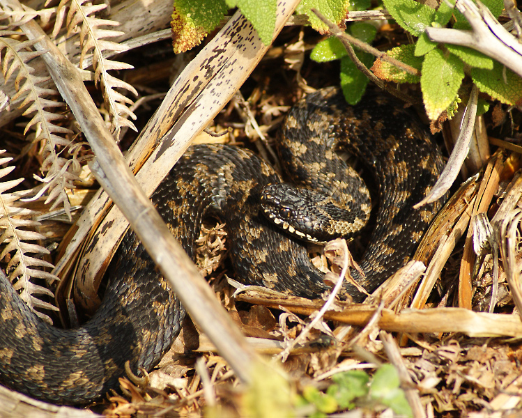 Norfolk Wildlife Trust: Encountering adders