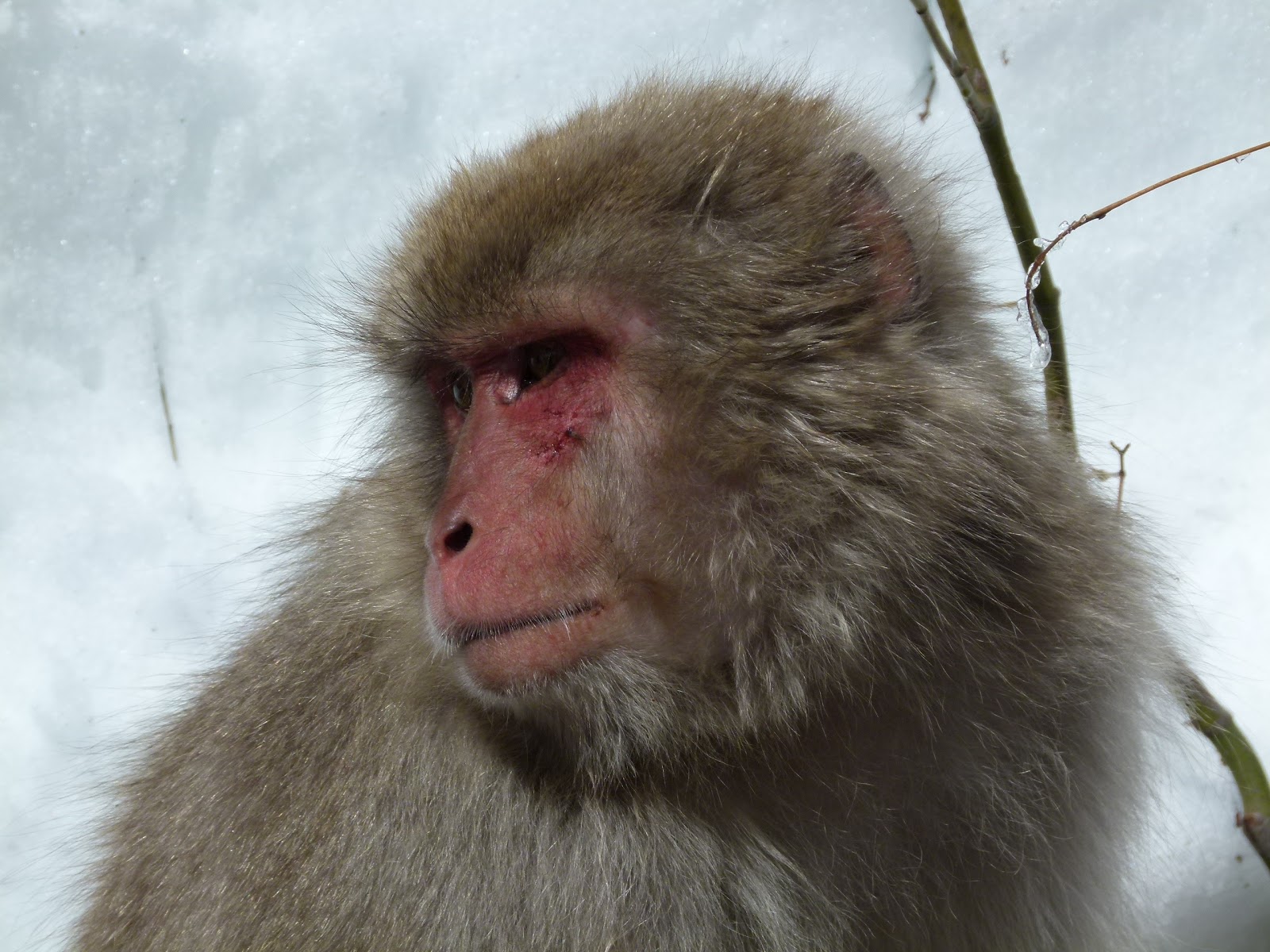 Japońskie makaki jeszcze raz, czyli małpy w kąpieli