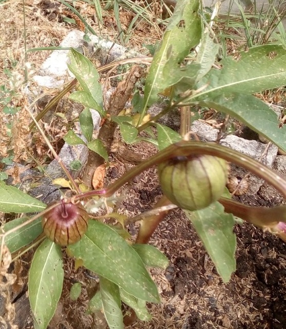 Acuaponía, jardines agroecológicos, permacultura. Huerto/Solar ...