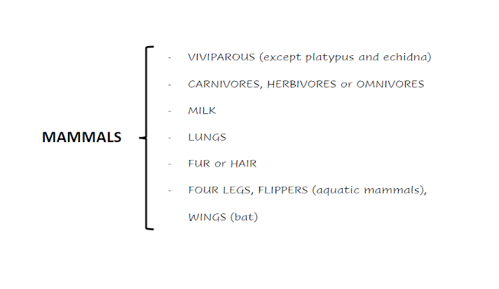 HG SCIENCE CORNER : Mammals