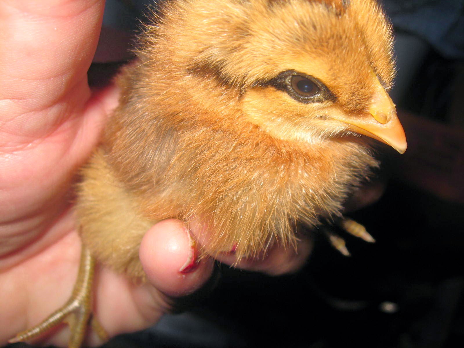 Pretty Maids All in a Row