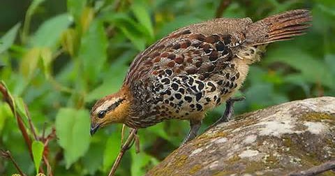 Birds of Bangladesh: সাদা চিবুক তিতির/White-cheeked Partridge