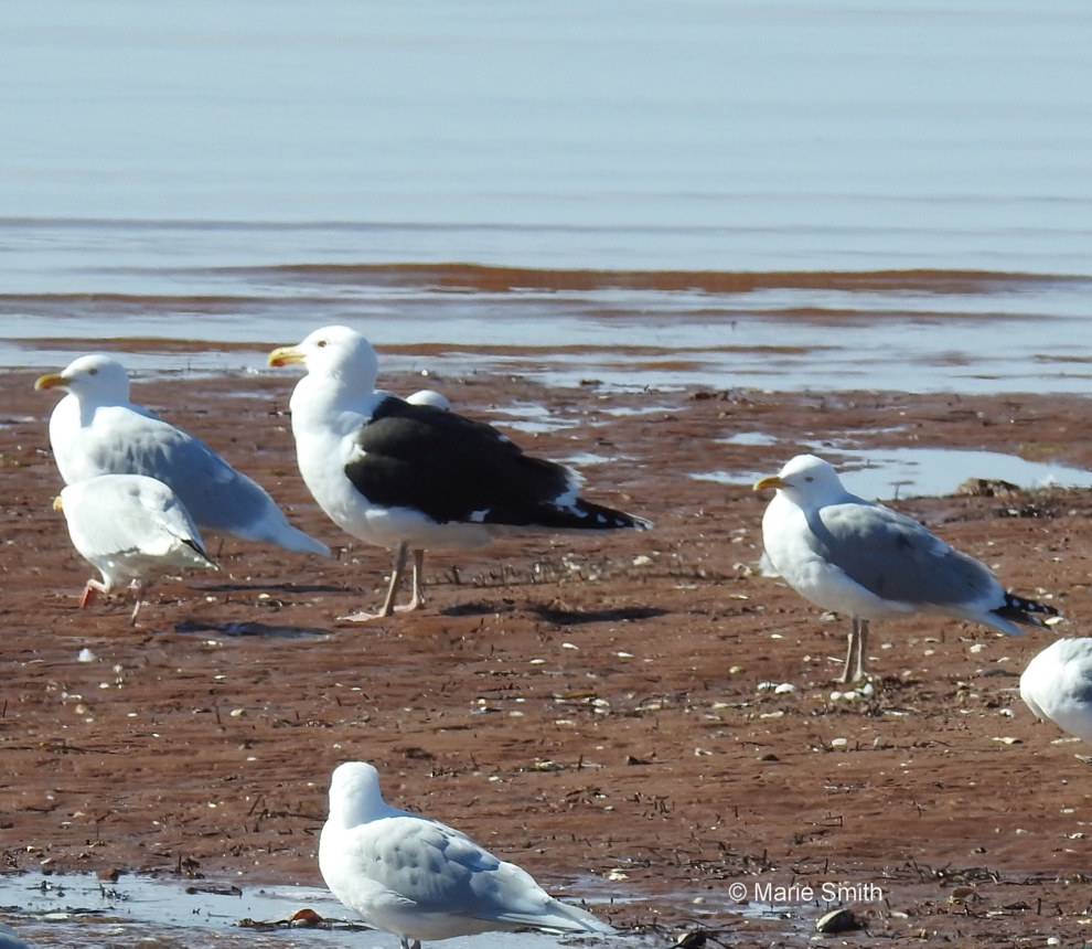 GREAT BLACK-BACKED GULL