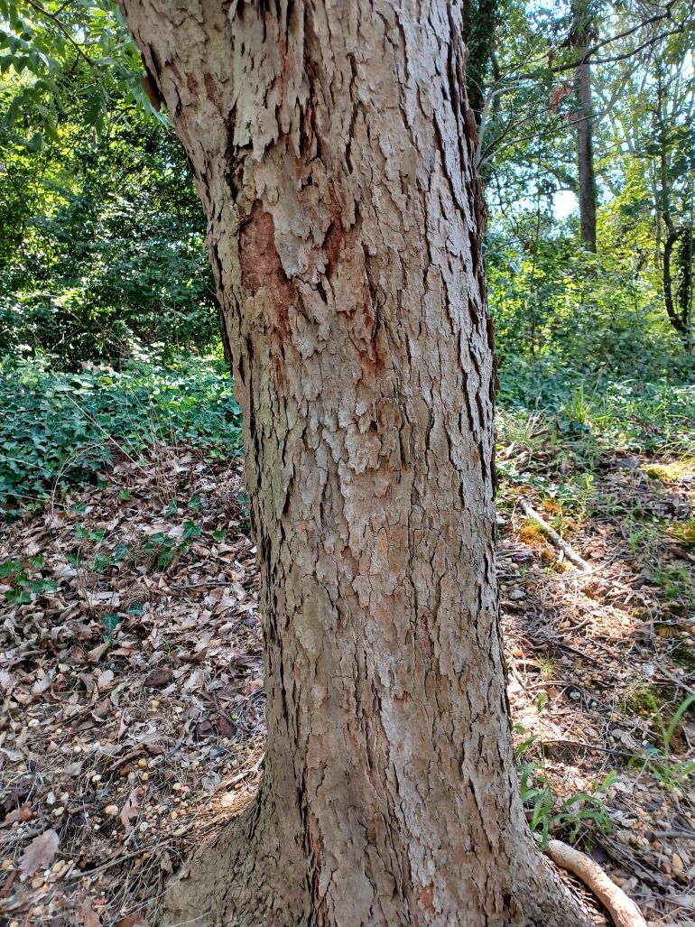 Future Plants by Randy Stewart: Sapindus - Soapberries