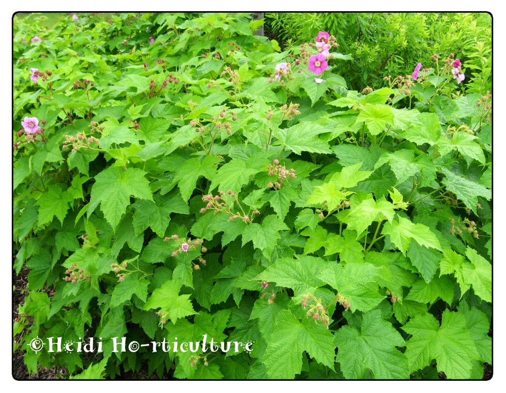 Heidi Horticulture: Plant Profile: Rubus odoratus - Flowering Raspberry
