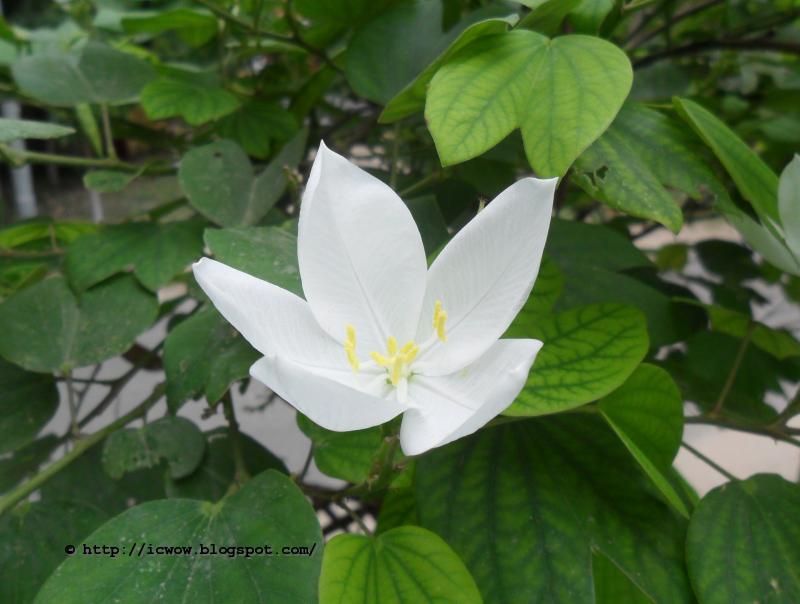 Shet Kanchon Ful(শ্বেত কাঞ্চন ফুল) - Bauhinia acuminata