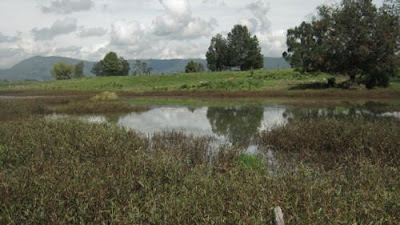 HUMEDALES DE BOGOTA: HUMEDAL TORCA Y GUAIMARAL
