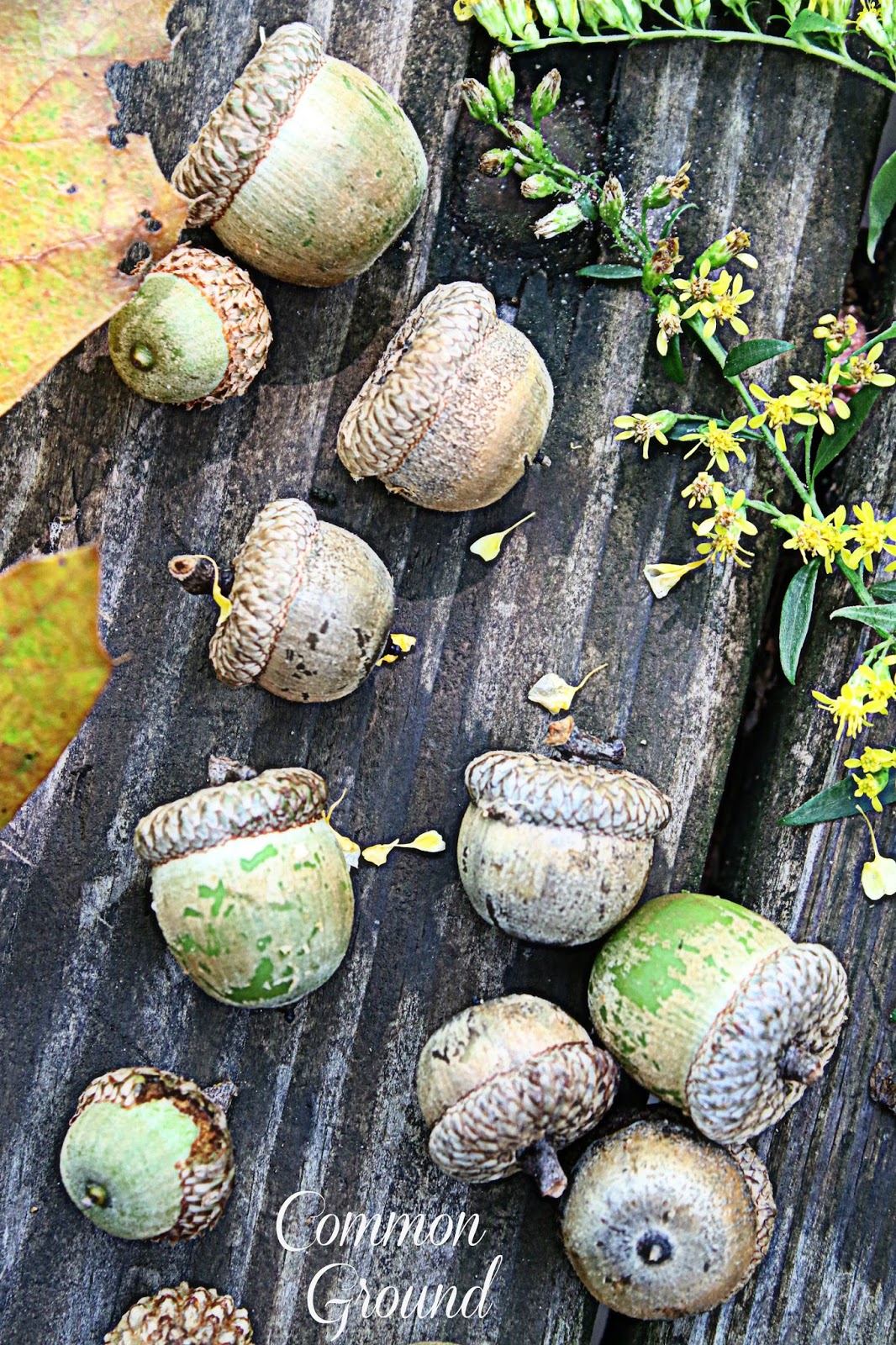 common ground : Nature's Treasures