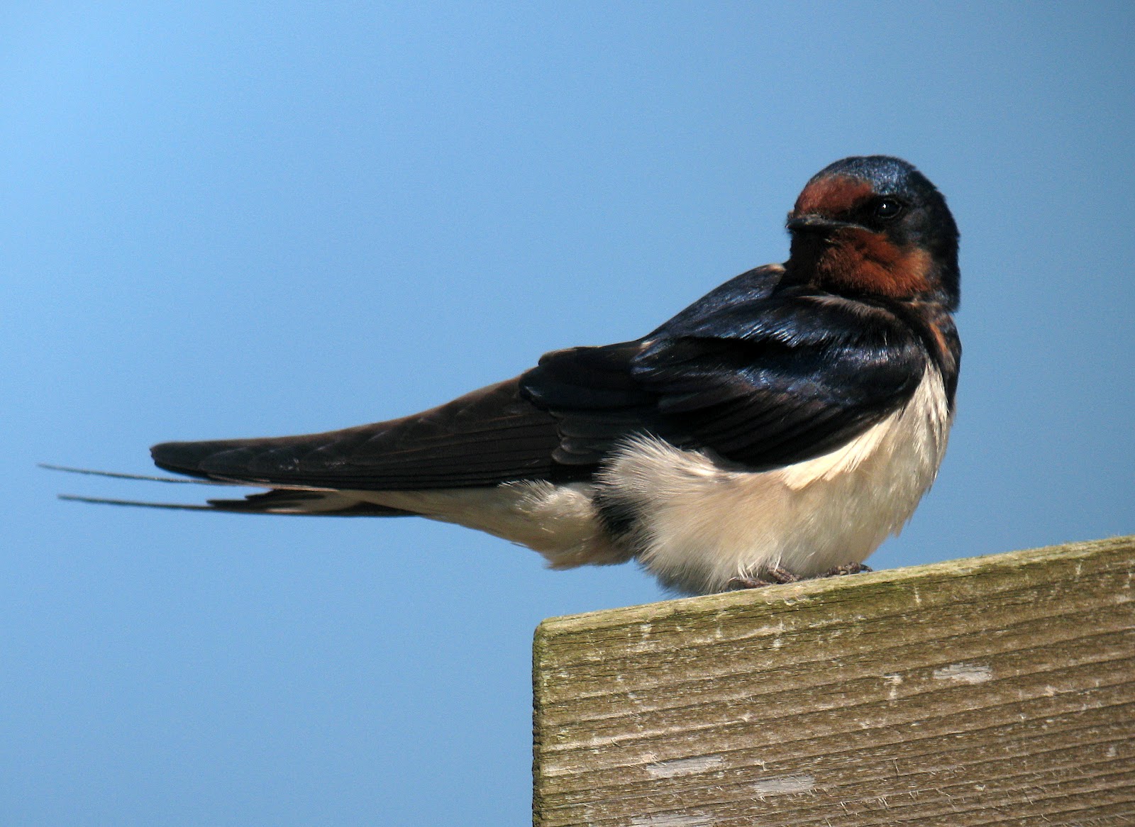 Hedgeland Tales: Swallow