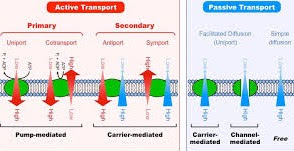 Molecular Mechanism OF Carrier Proteins Excitatory Amino Corrosive ...