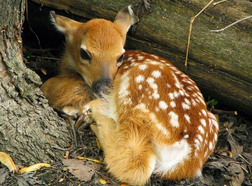 A Dixie Lady Deer Hunter: A Little Fawn