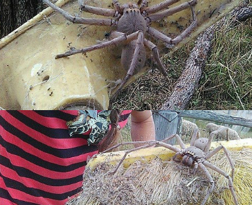 Watch Is this the biggest huntsman spider ever photographed? - armoush66