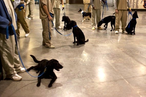 PRISON DOG PROGRAMS ~ BRIDGES and PATHWAYS of COURAGE: PRISONERS TRAIN ...