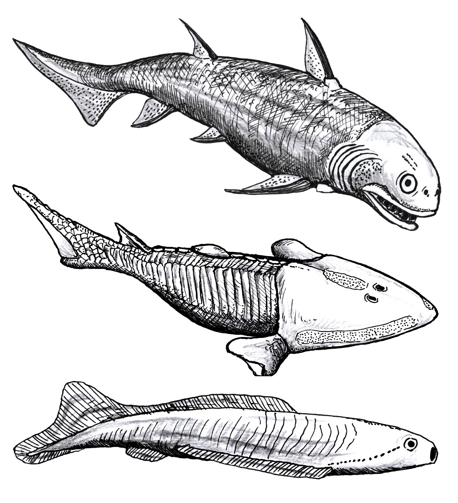 viventibus esse: Kronika života 3: silúr (pred 444 – 419 miliónmi rokov)