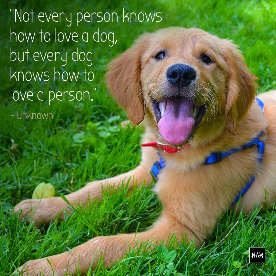 Hubble Hattie Famous Dog Quotes hubble-hattie-famous-dog-quotes