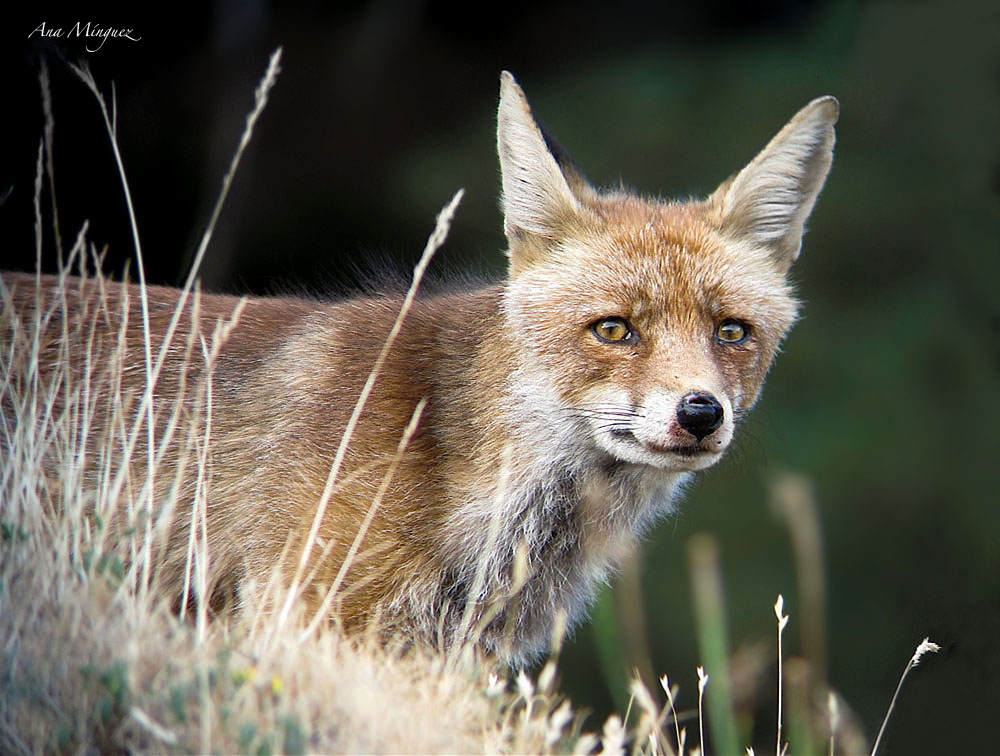 NATURANAFOTOS: El Zorro