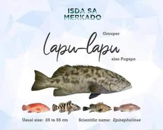 Ibat-Ibang Klase ng Isda at Iba Pang Laman-Tubig na Karaniwang Mabibili sa Palengke sa Pilipinas ...