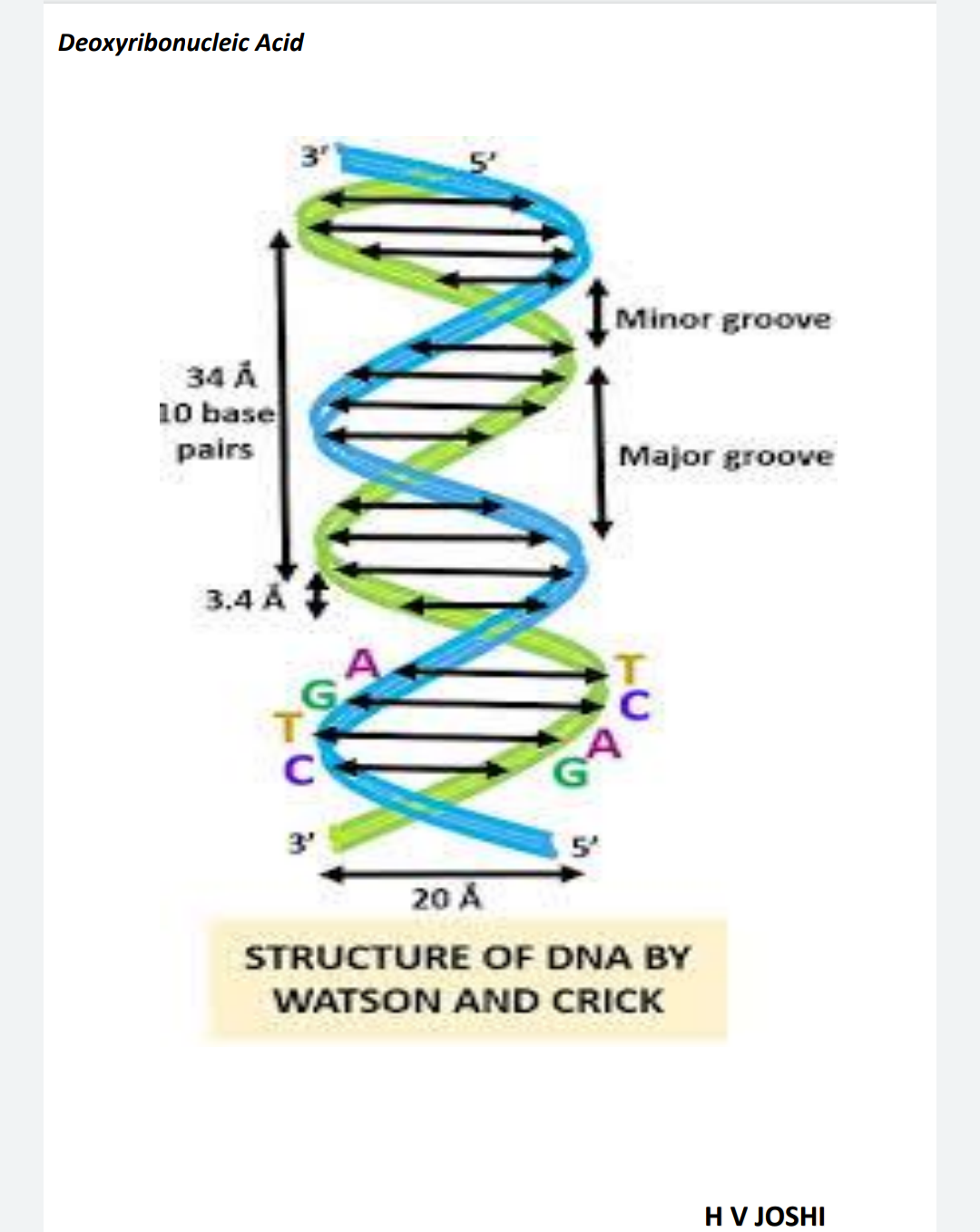 WATSON AND CRICK MODEL OF DNA
